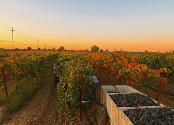 Everything about tannin, particularly in terms of the wide range of red ...